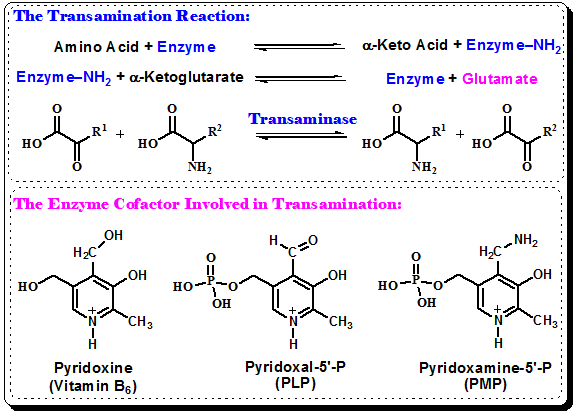 Figure 1. 10: Mechanism of Transamination reaction.
