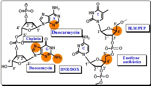 Figure 5. Schematic presentation of the A-T and G-C base pairs in the ...